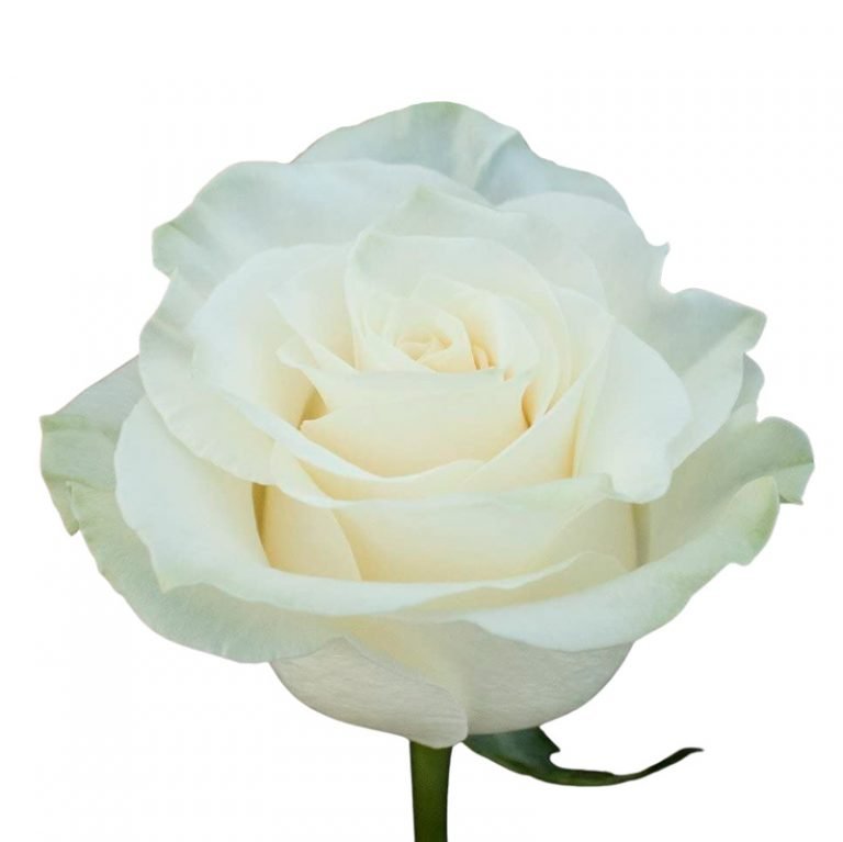 Rosa Mondial Colombia 🥇 - Leverside Roses & Flowers