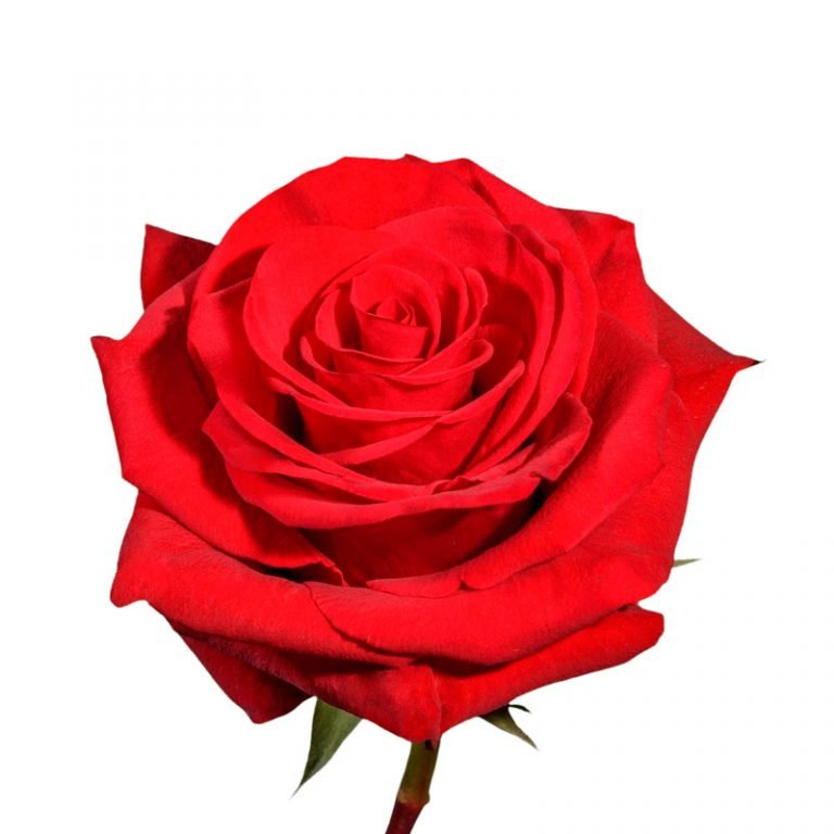 Rosas Frescas Colombia - Leverside Roses & Flowers