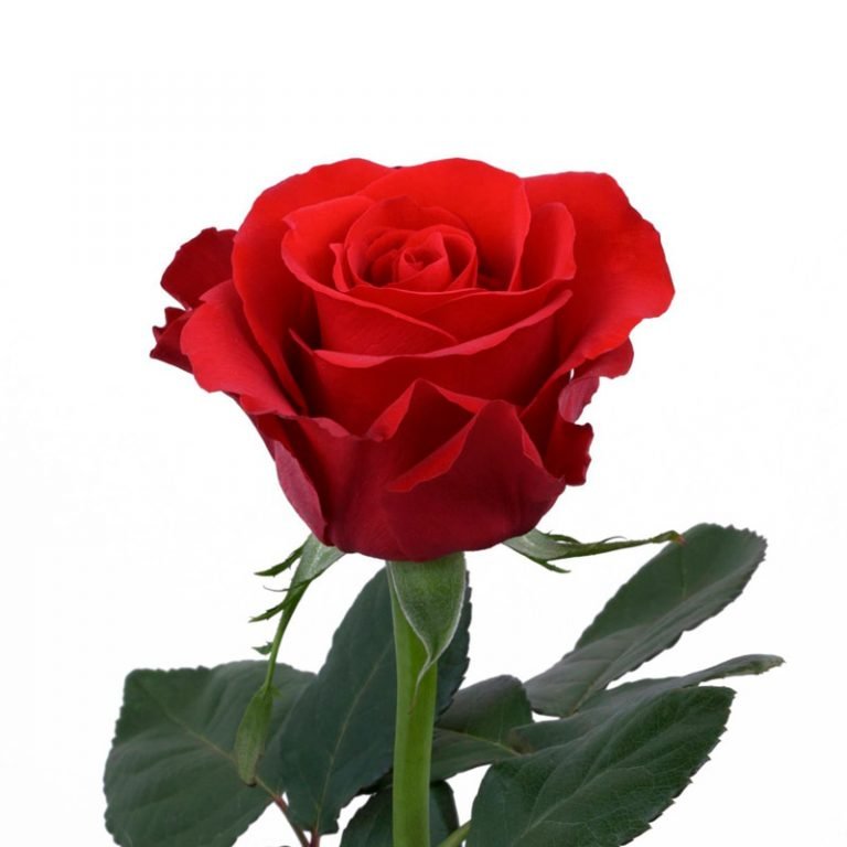 Rosa Sexy Red Colombia - Leverside Roses & Flowers