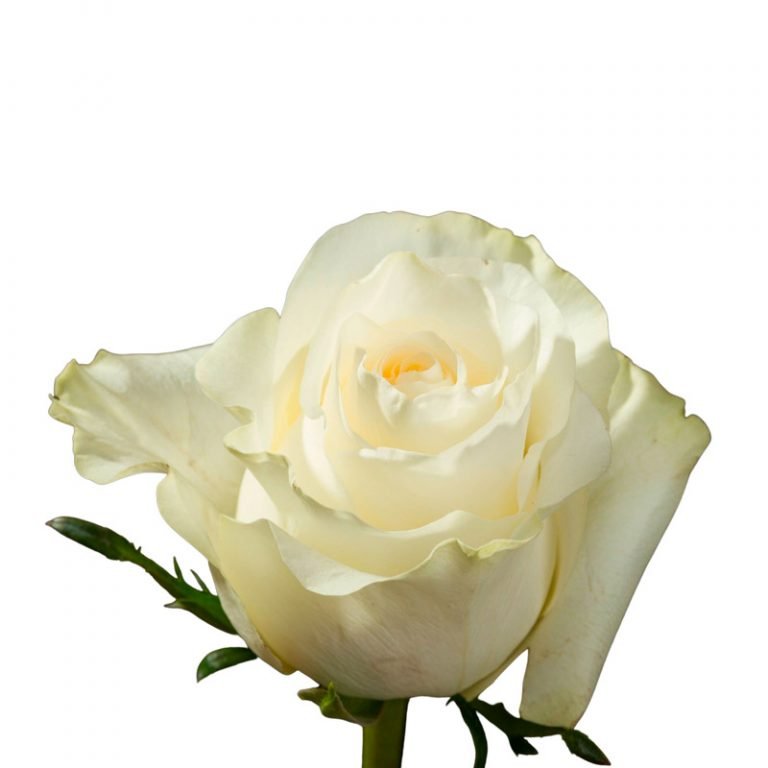 Rosas Frescas Colombia - Leverside Roses & Flowers