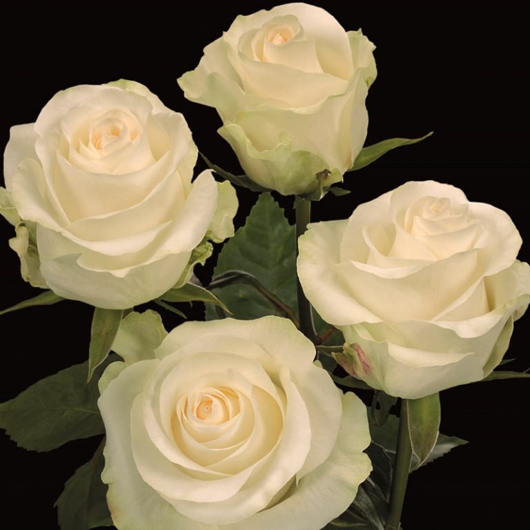 Rosas Frescas Colombia - Leverside Roses & Flowers