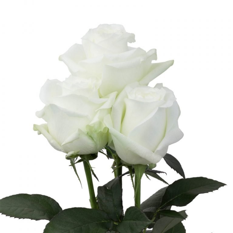 Rosas Frescas Colombia - Leverside Roses & Flowers