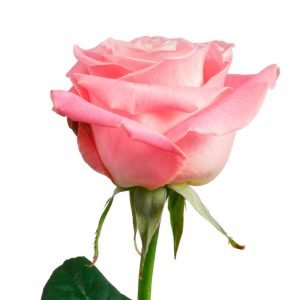 Florícola Flores Funza Colombia 🥇 | Leverside Roses & Flowers